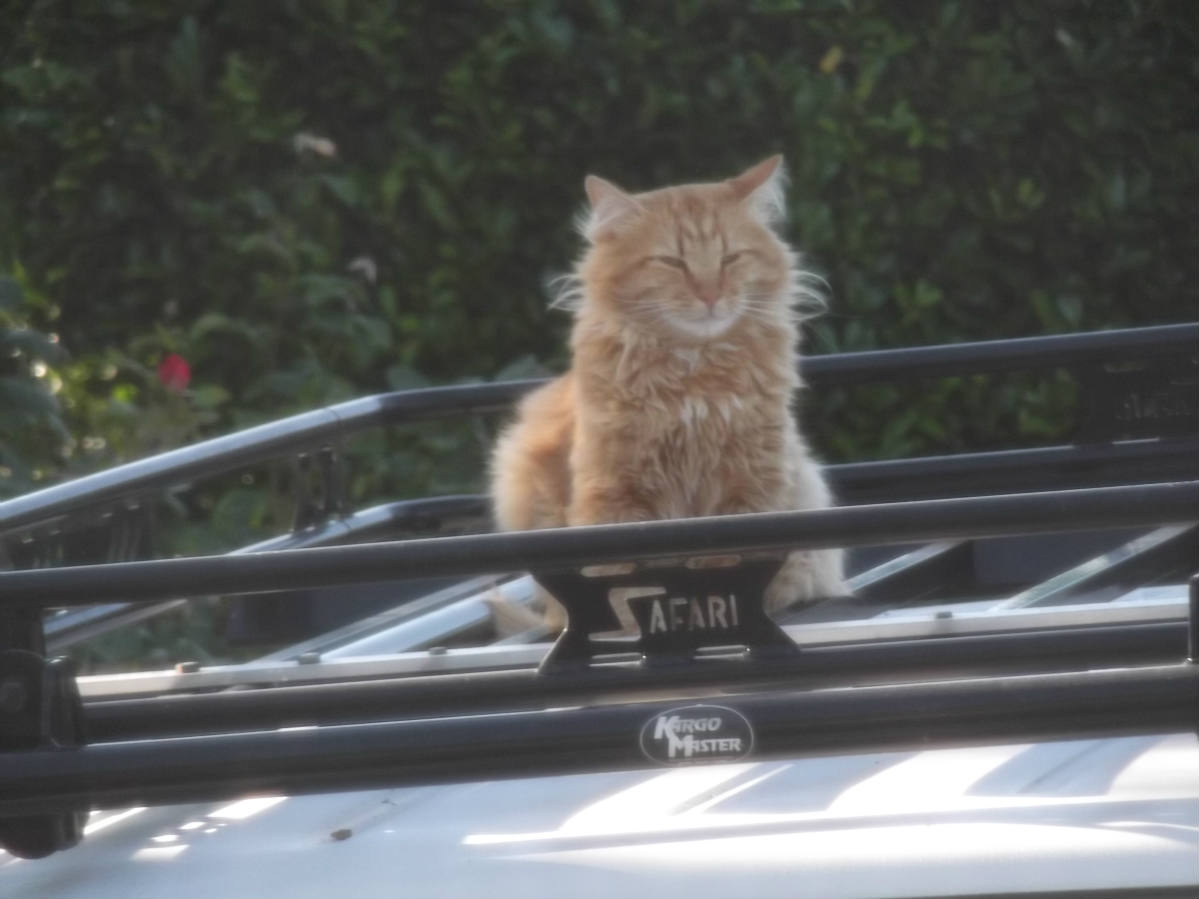 Solve cat jigsaw puzzle online with 108 pieces