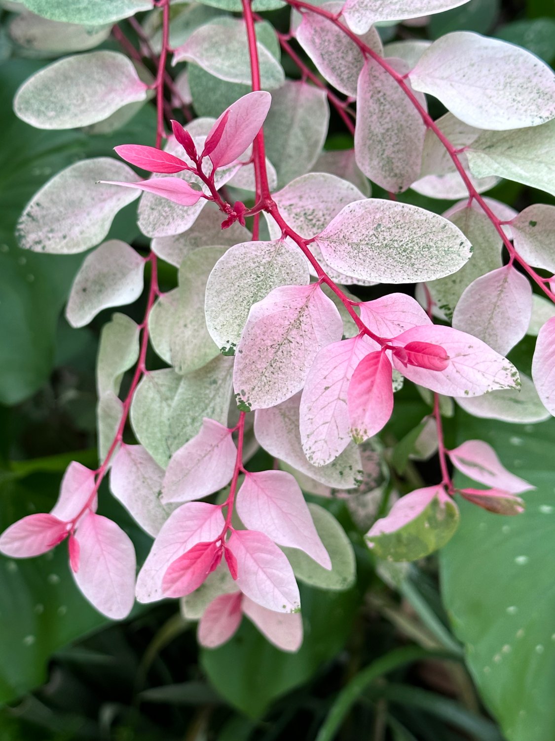 Solve Snowbush/Breynia /ice-cream bush jigsaw puzzle online with 63 pieces