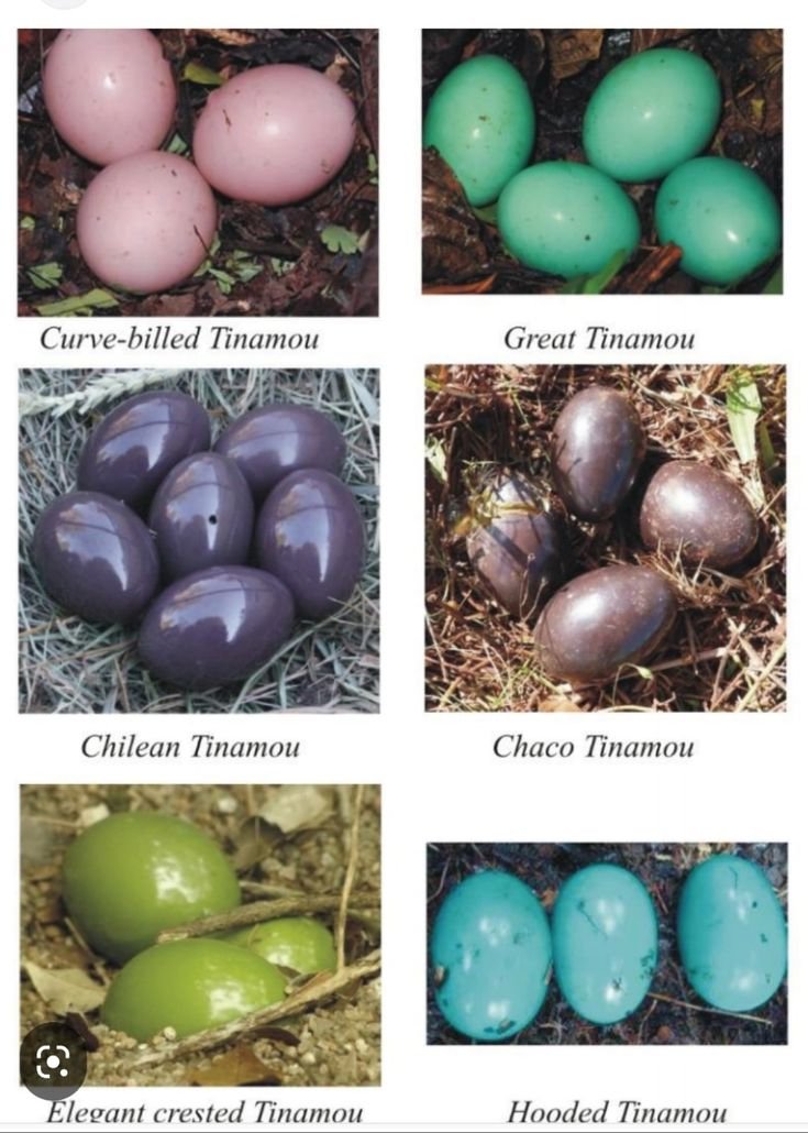 Solve Tinamou eggs range from bright Blue-Green, to Chocolate Brown ...