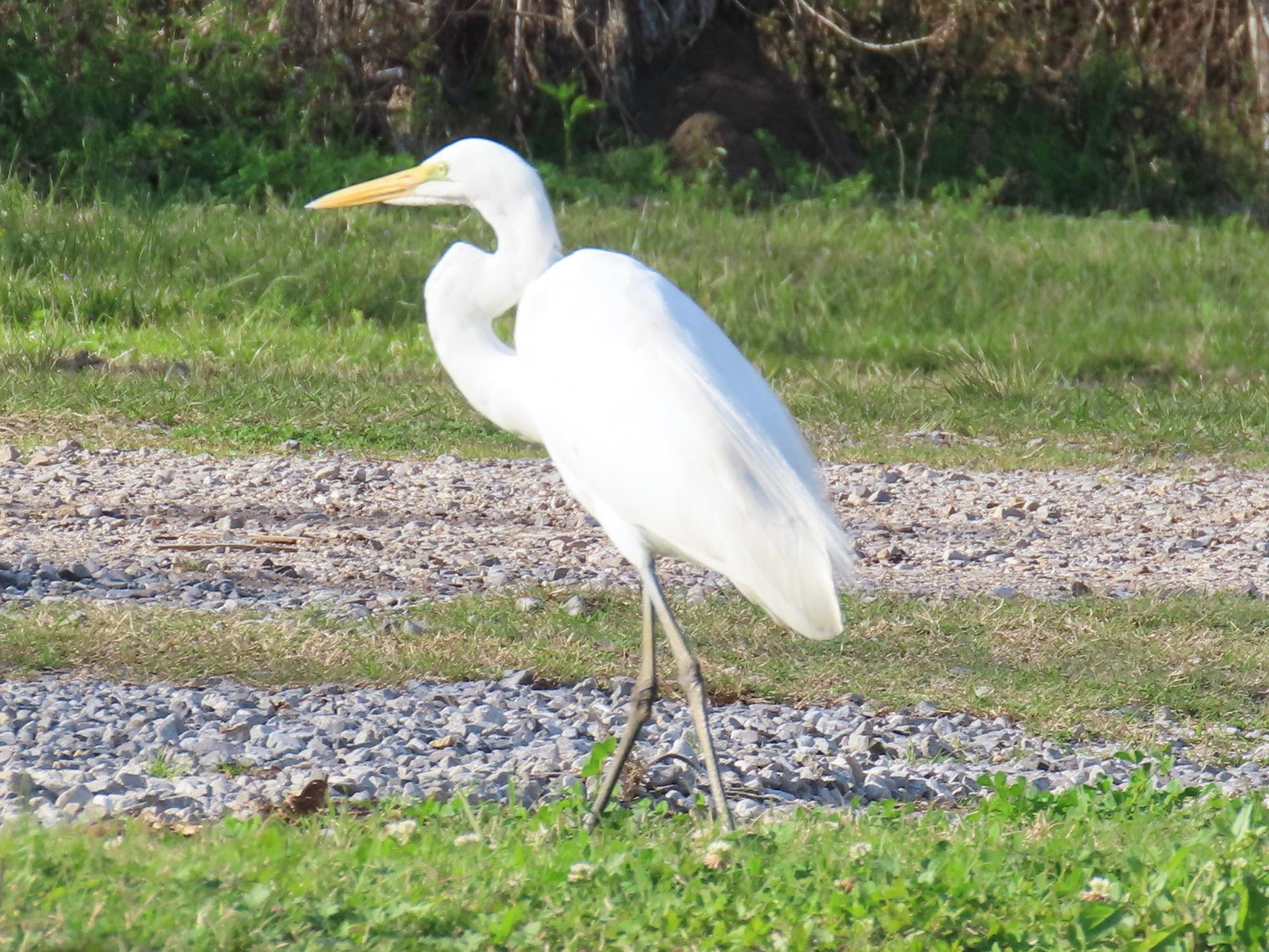 Solve Egret jigsaw puzzle online with 204 pieces