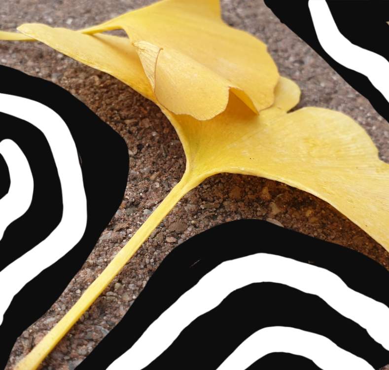 Solve Leave jigsaw puzzle online with 9 pieces