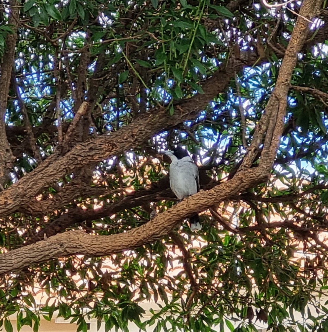 Solve Grey Butcherbird - Predator jigsaw puzzle online with 25 pieces