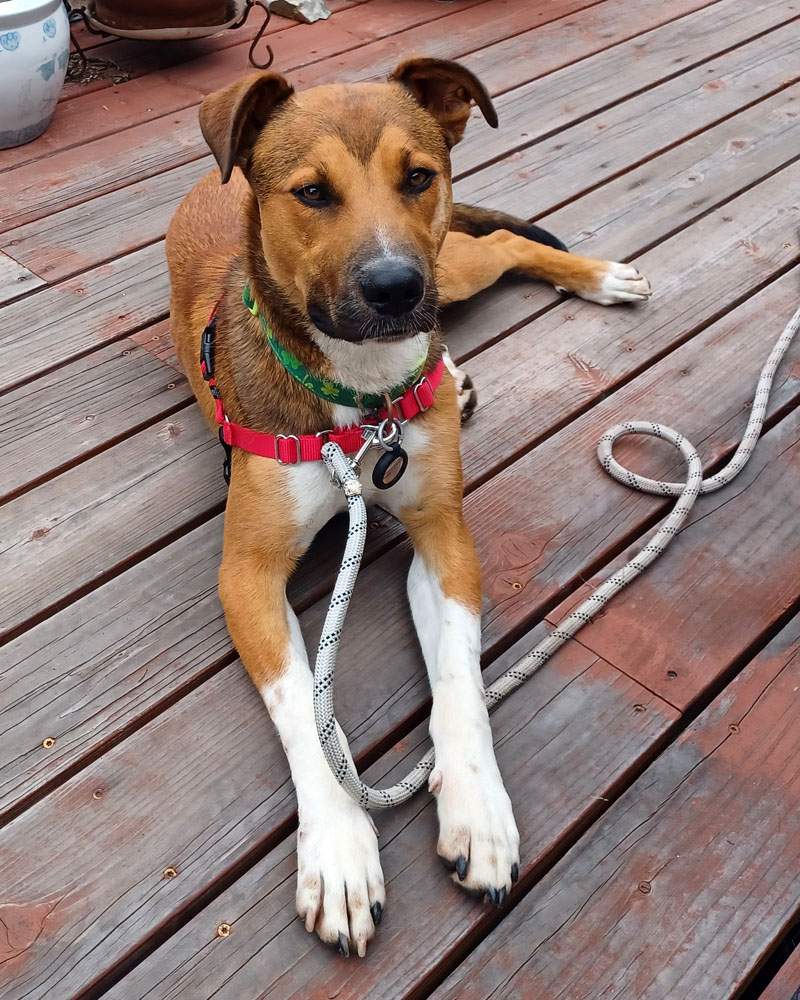 Solve My friend's new dog, Monte, Solana Beach, California jigsaw ...