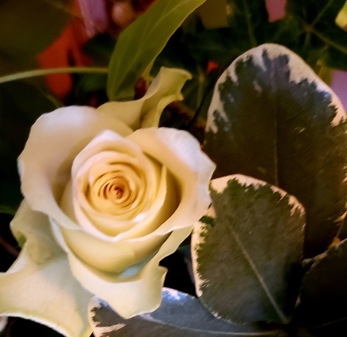 Solve White Rose jigsaw puzzle online with 16 pieces
