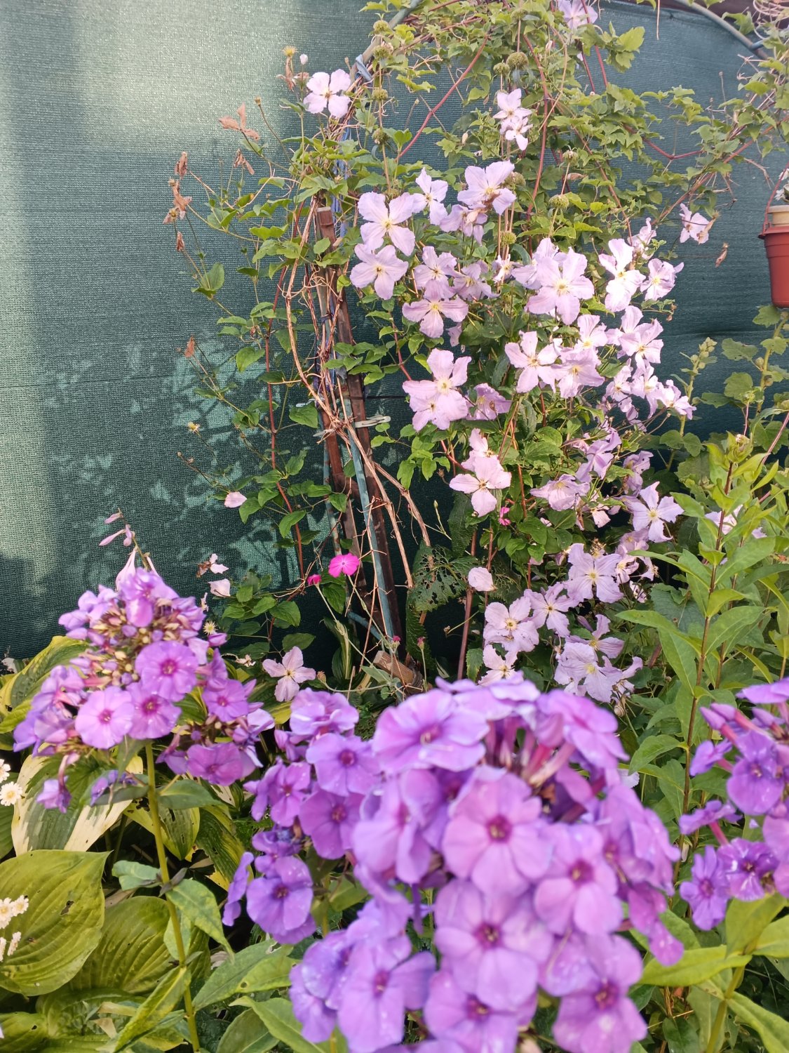 Solve flox s plamienkom jigsaw puzzle online with 374 pieces