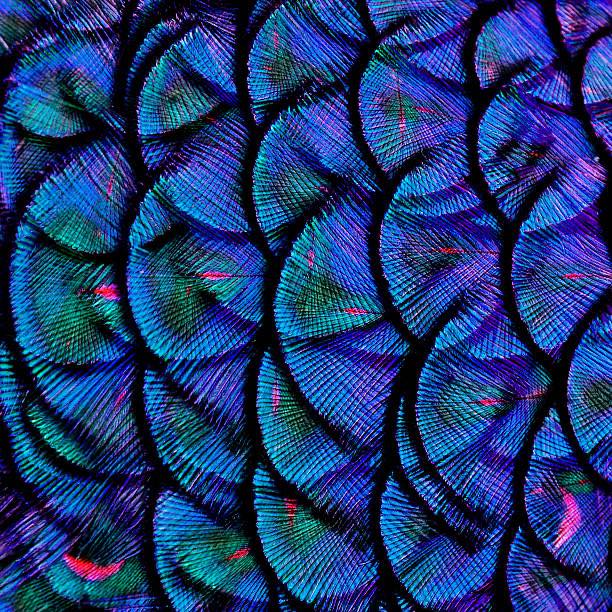 Solve Fuzzy Feathers jigsaw puzzle online with 110 pieces