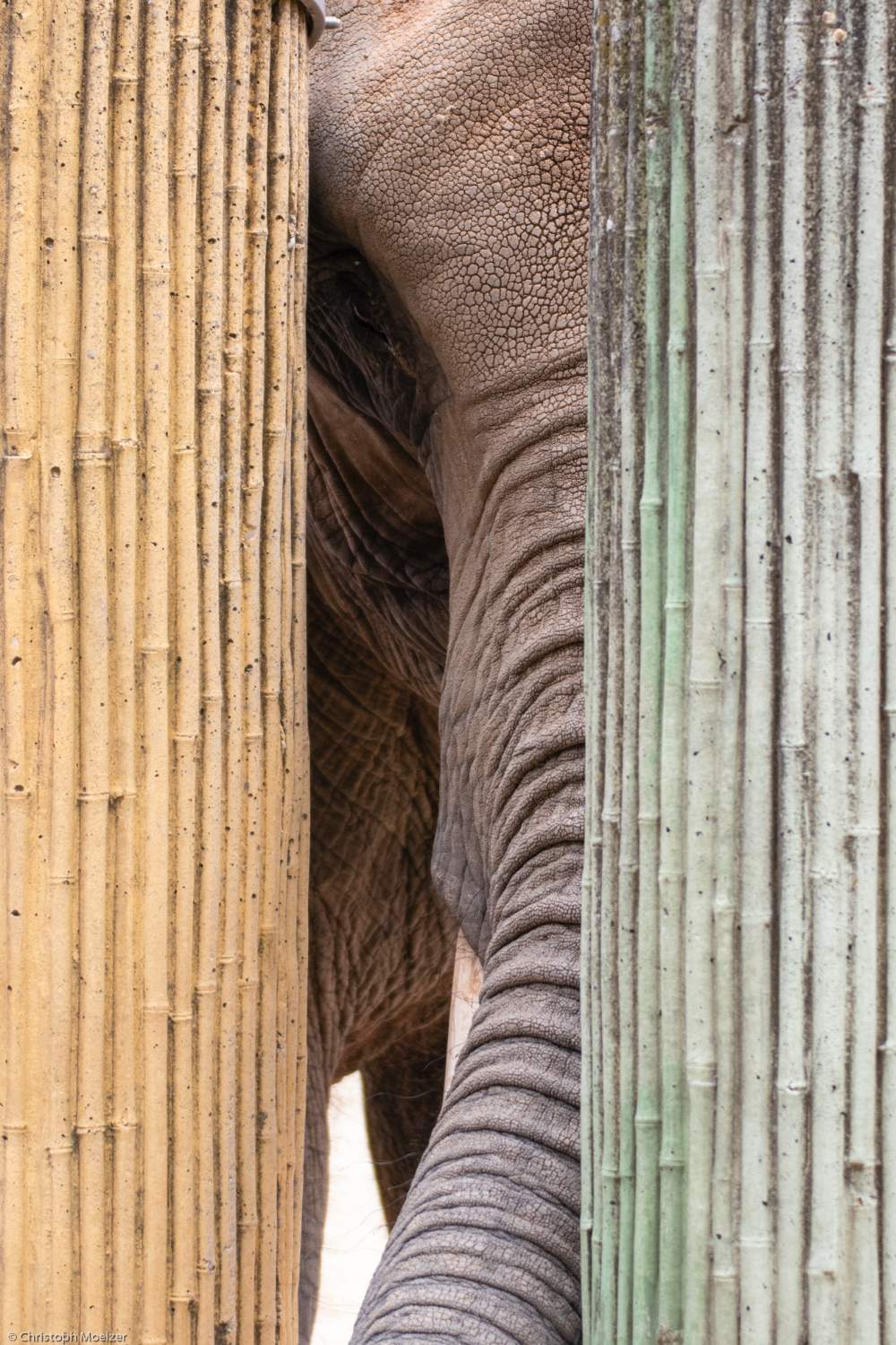 Jigsaw Puzzle | 384 pieces | Elephant | Jigidi