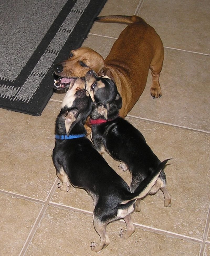 Solve two against one jigsaw puzzle online with 30 pieces