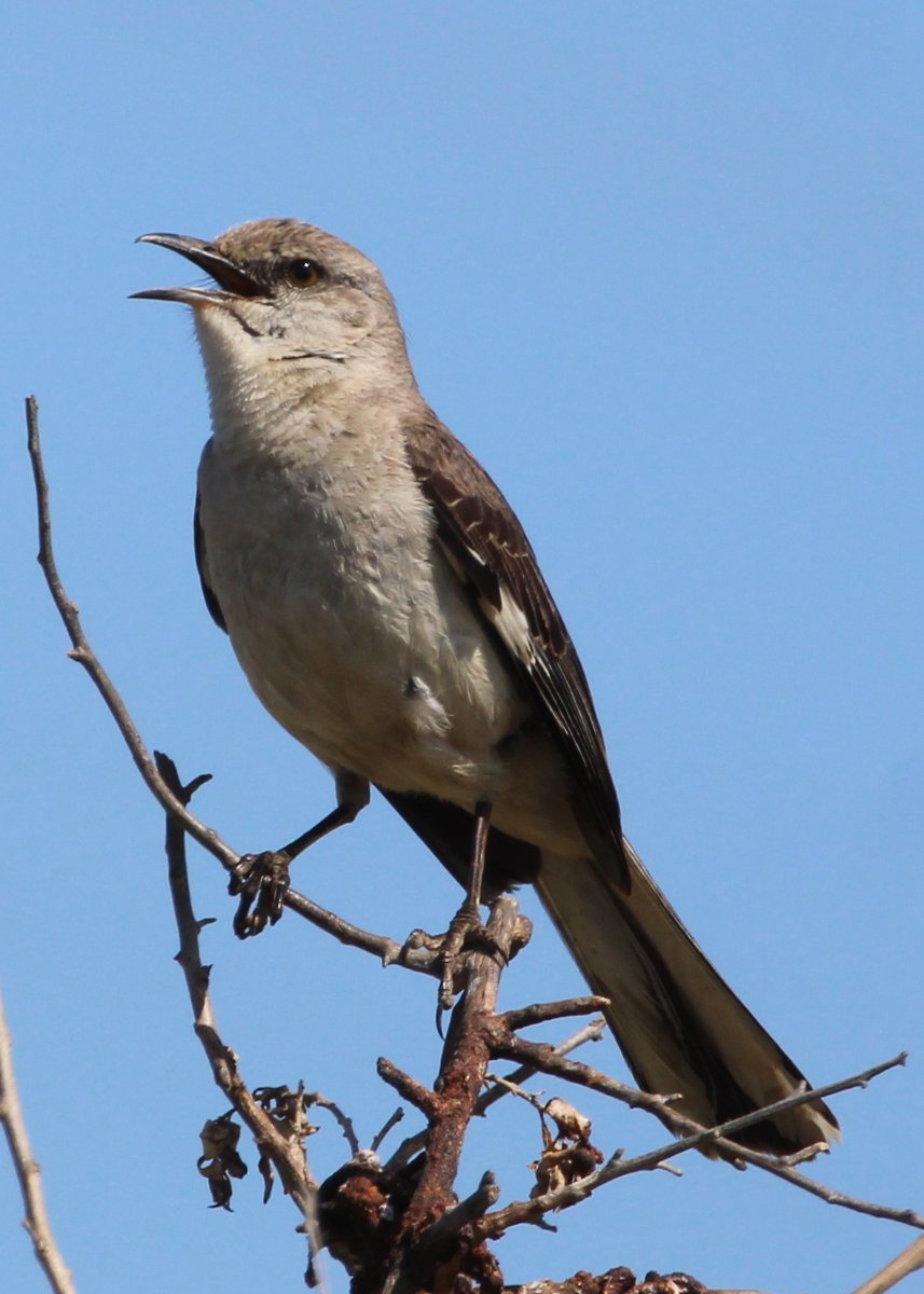 Solve Northern Mockingbird, Grand Avenue Bridge, Del Mar, California ...