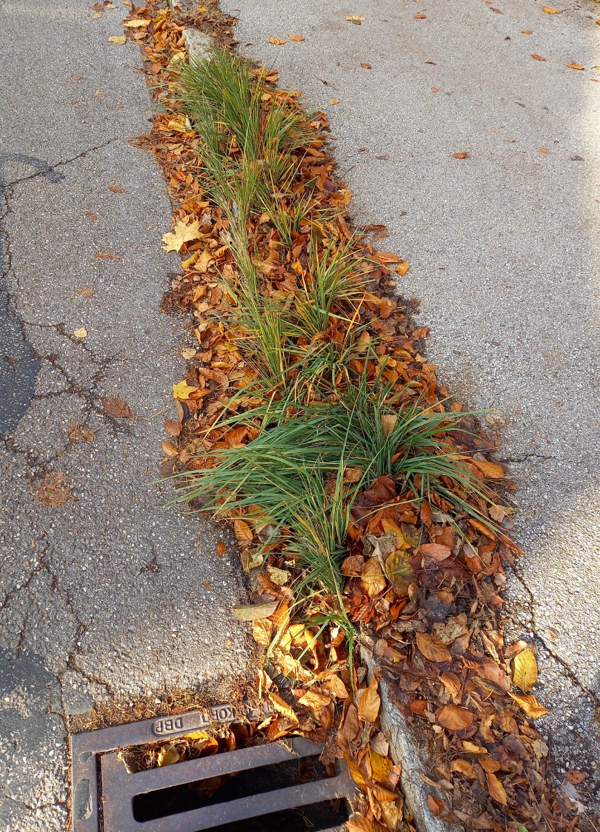 Solve Urban Biodiversity jigsaw puzzle online with 24 pieces