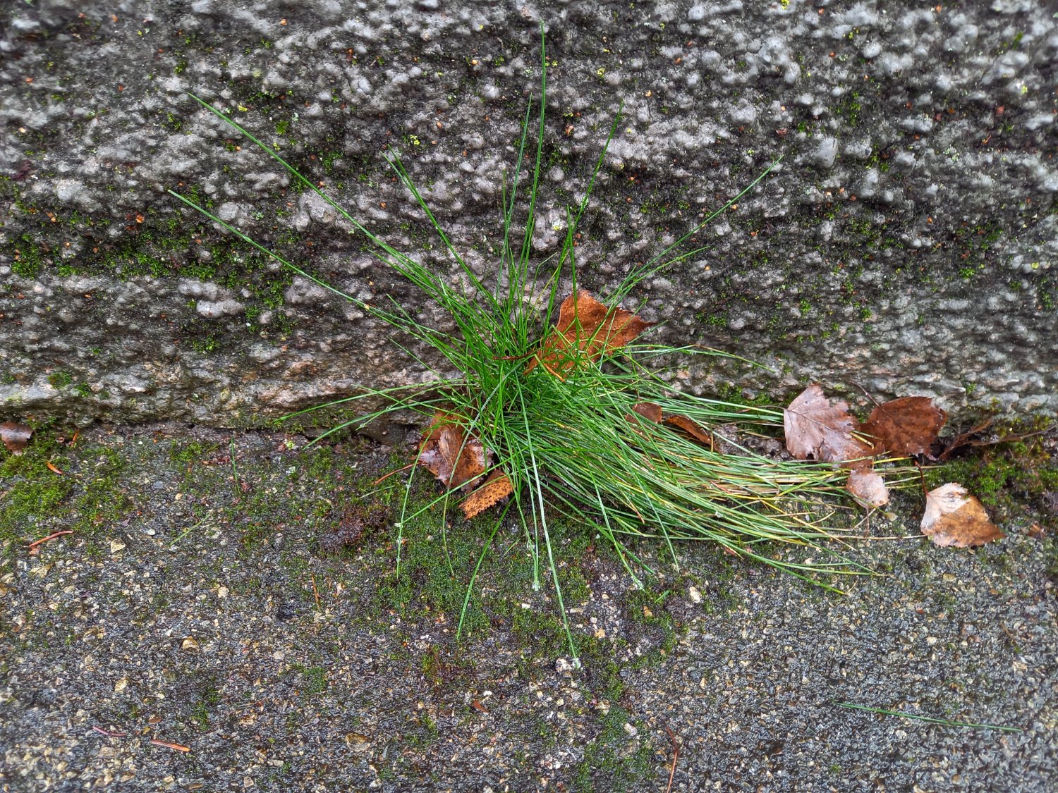 Solve Urban Biodiversity jigsaw puzzle online with 30 pieces