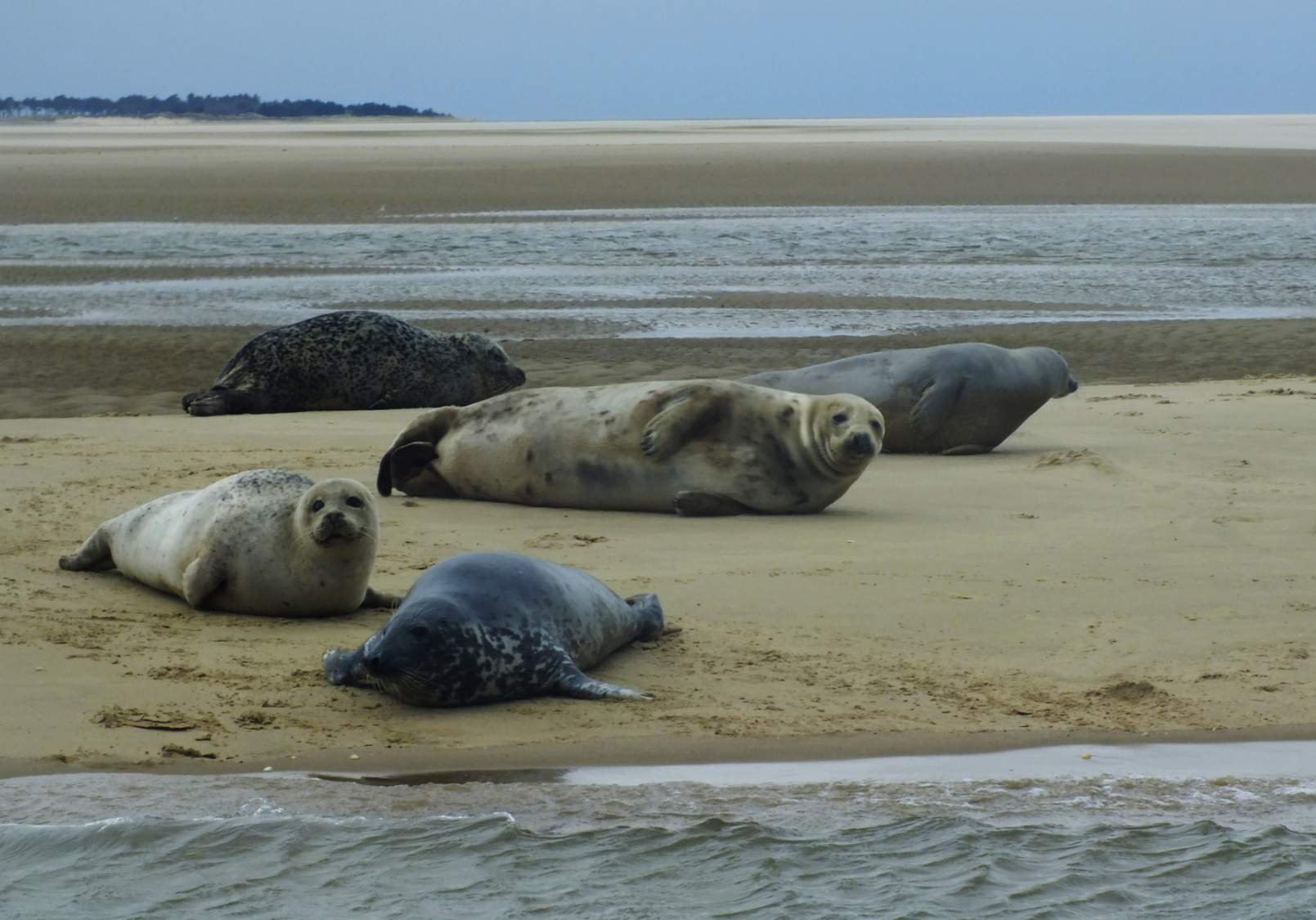 Solve Seals, Blakeney Point. jigsaw puzzle online with 126 pieces