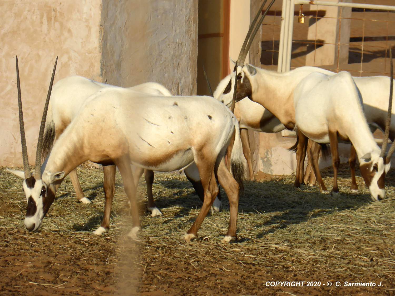 Puzzle | 88 pièces | SULTANATE OF OMAN – Wahiba Sands Desert - Arabian ...
