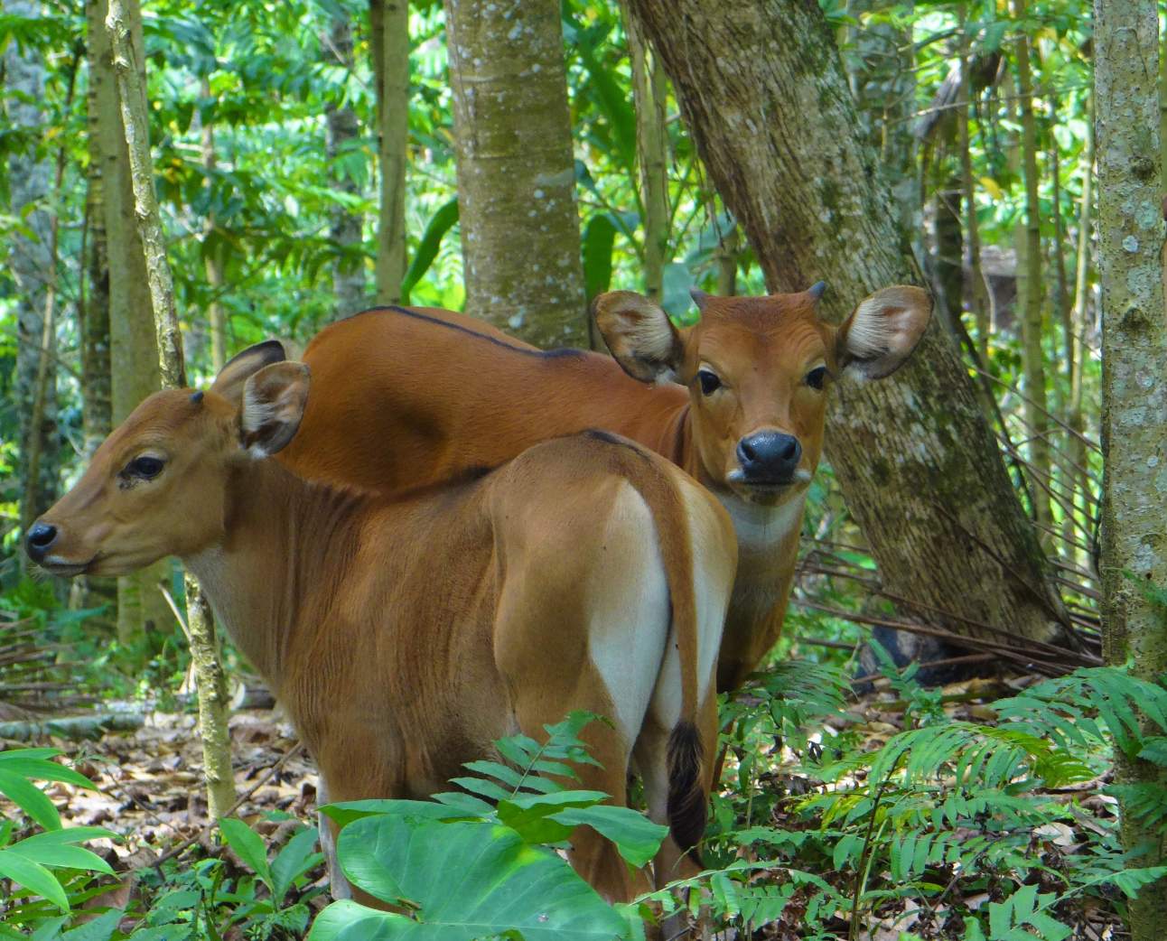 Solve Bali Cows and. . . The late Oliver Sachs on the question - Are you afflicted with ...