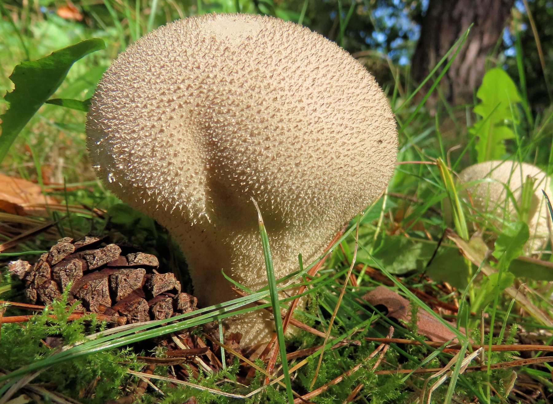 Solve pestle puffball (plooivoetstuifzwam) jigsaw puzzle online with 63 ...