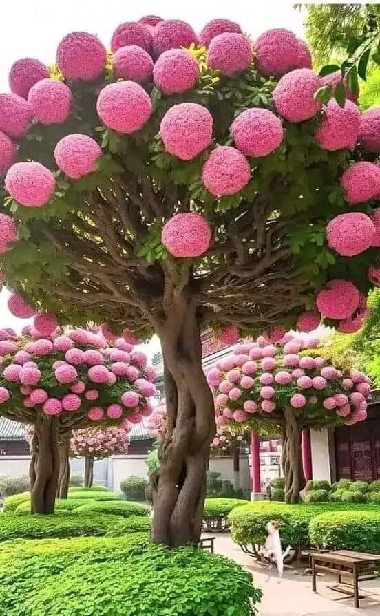 Solve Tropical hydrangea tree, Dombeya. Or pink snowball tree jigsaw ...