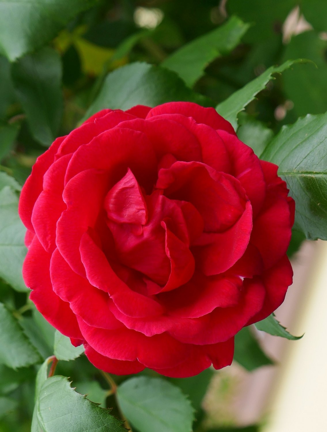 Solve Ještě jedna krasavice za plotem :) jigsaw puzzle online with 63 ...