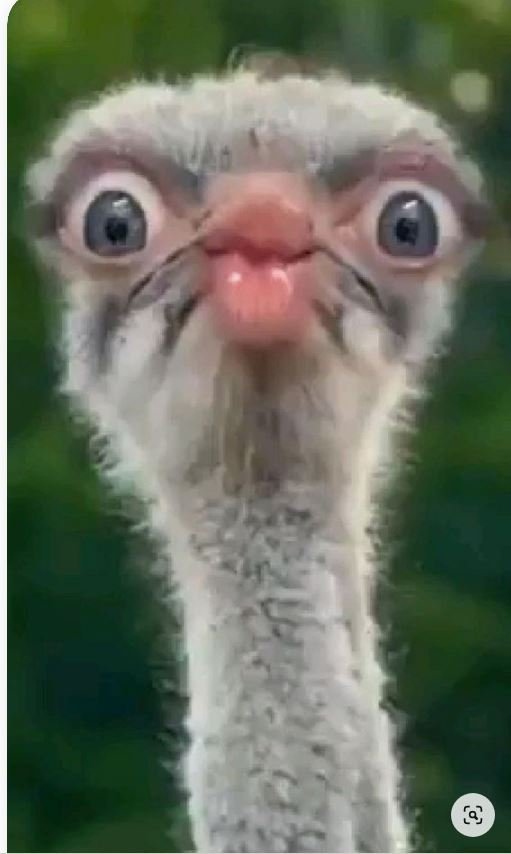 Solve Ostrich kiss! jigsaw puzzle online with 40 pieces