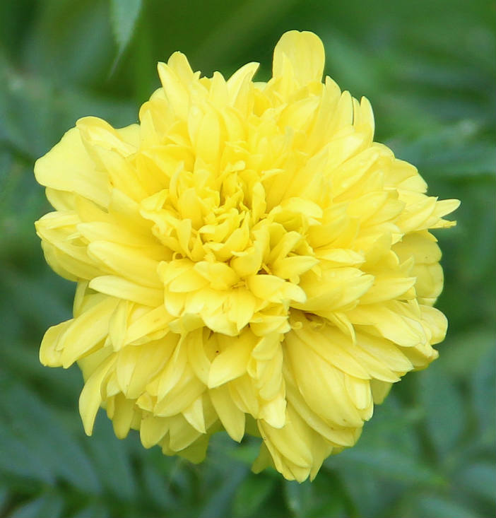 Solve Philippine Flora Series jigsaw puzzle online with 16 pieces