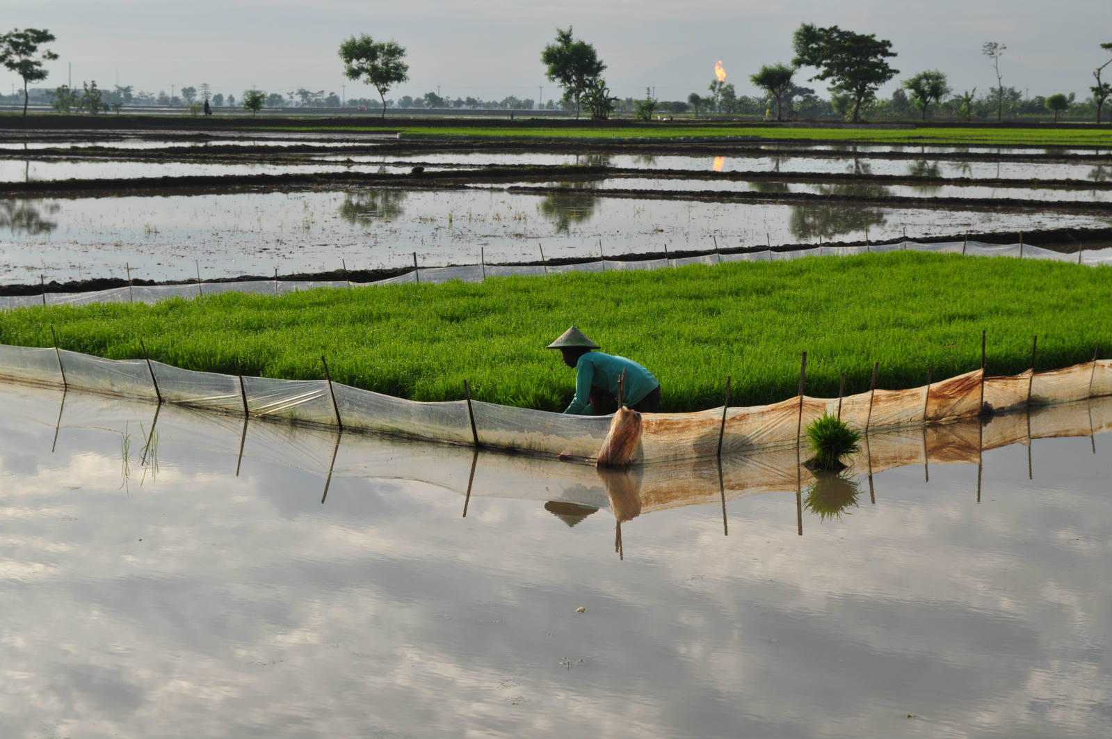 Jigsaw Puzzle | rice harvest | 425 pieces | Jigidi
