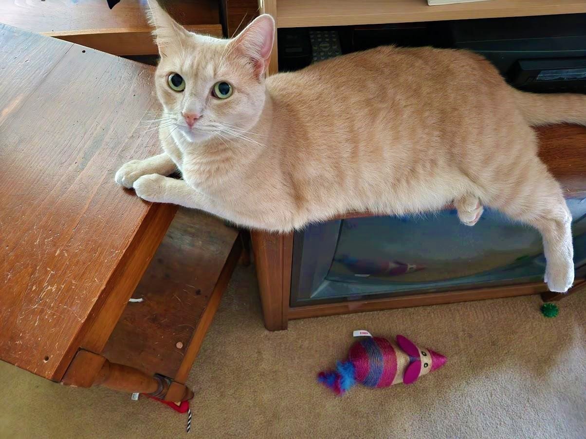 Solve Confusing Perspective #74 (levitating cat) jigsaw puzzle online ...