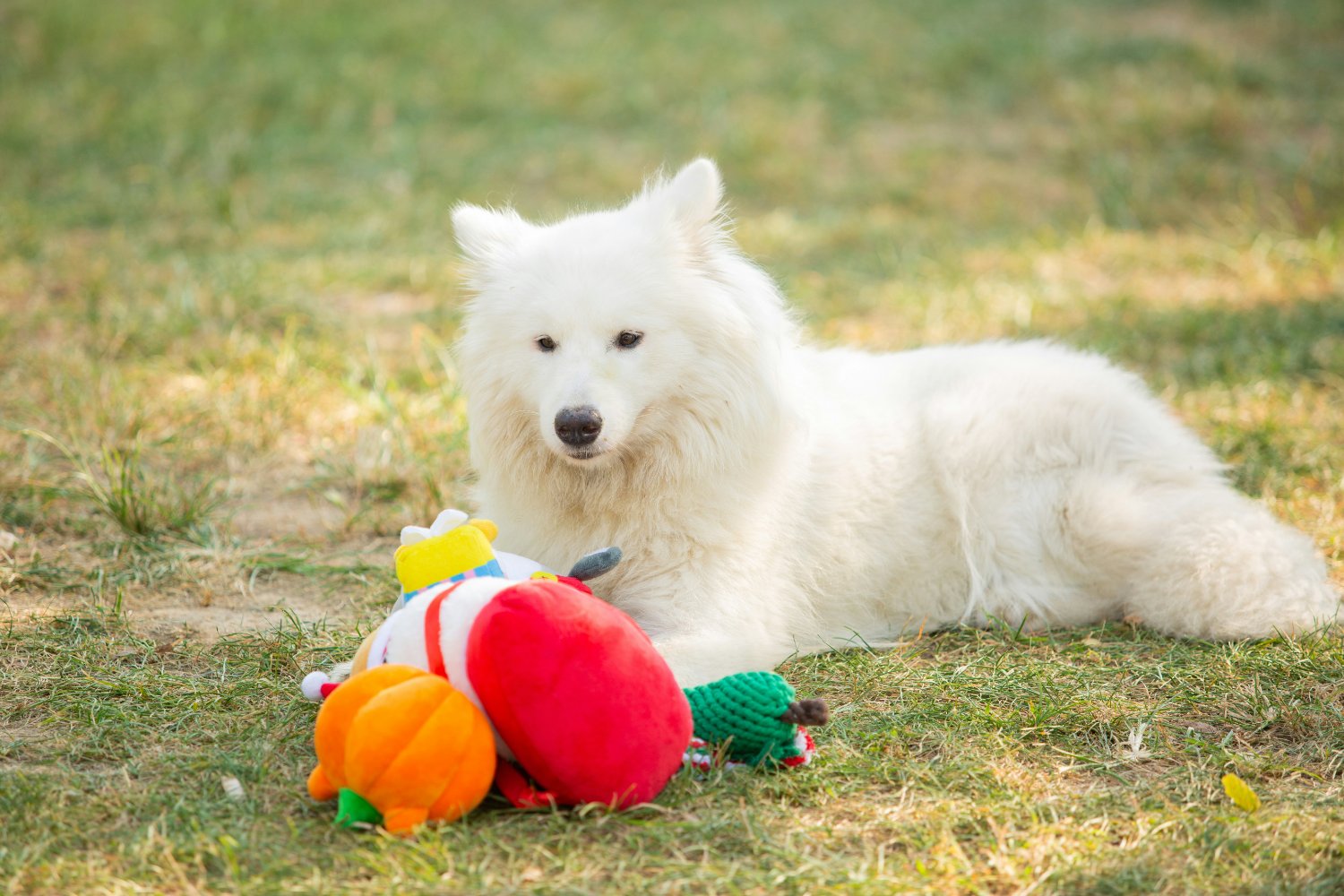 Solve jing-ma-3_oC9ssOnhM-unsplash jigsaw puzzle online with 12 pieces