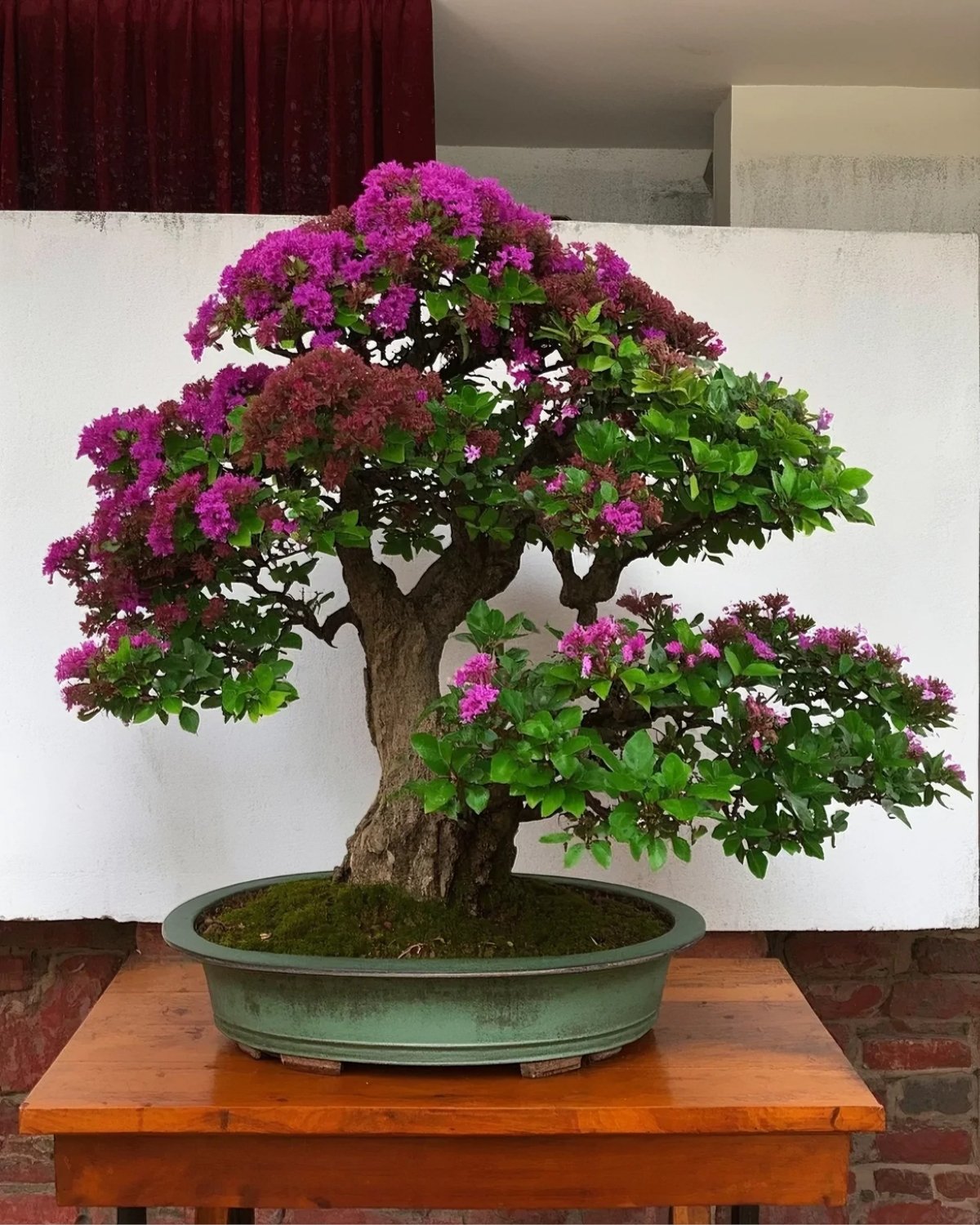 Solve Vibrant Bougainvillea bonsai jigsaw puzzle online with 80 pieces