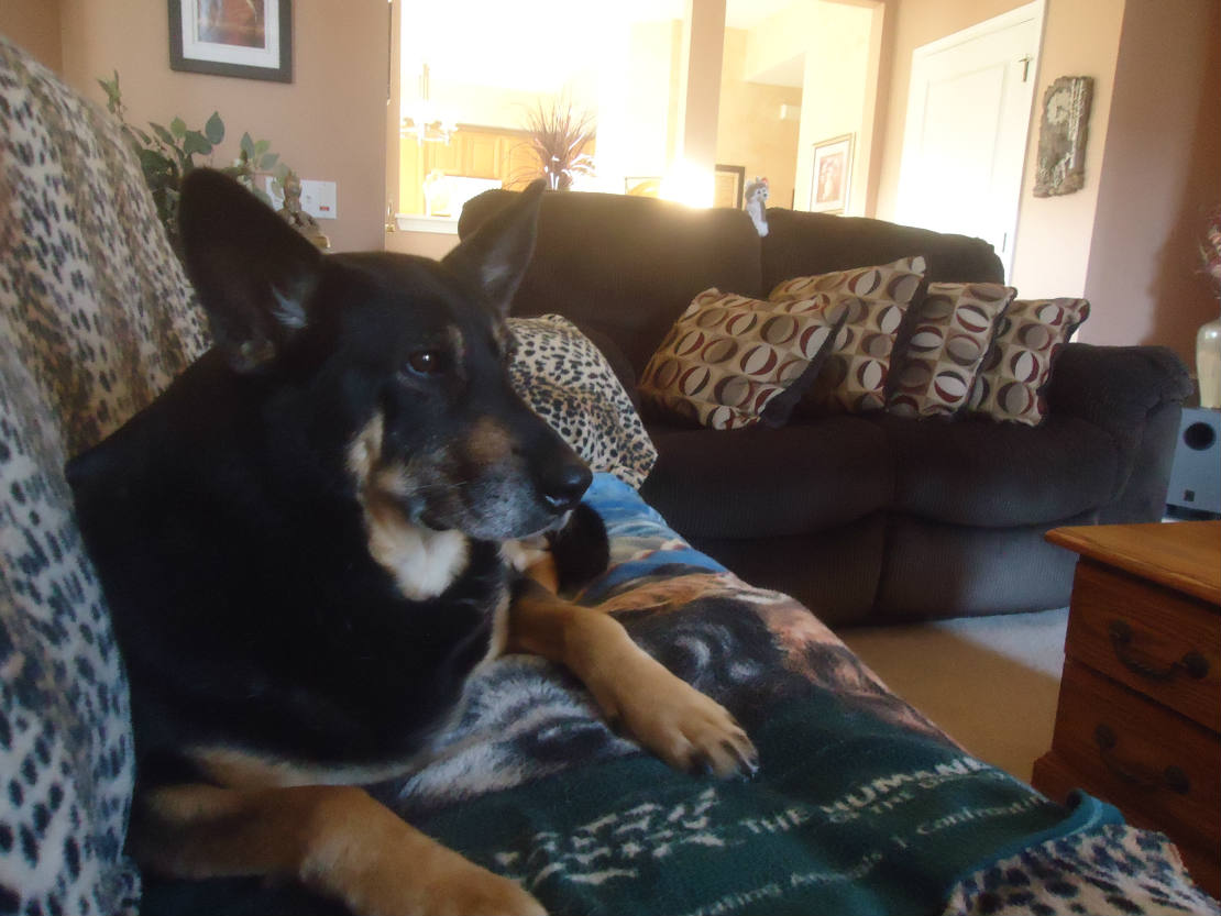 Solve Bishka jigsaw puzzle online with 35 pieces