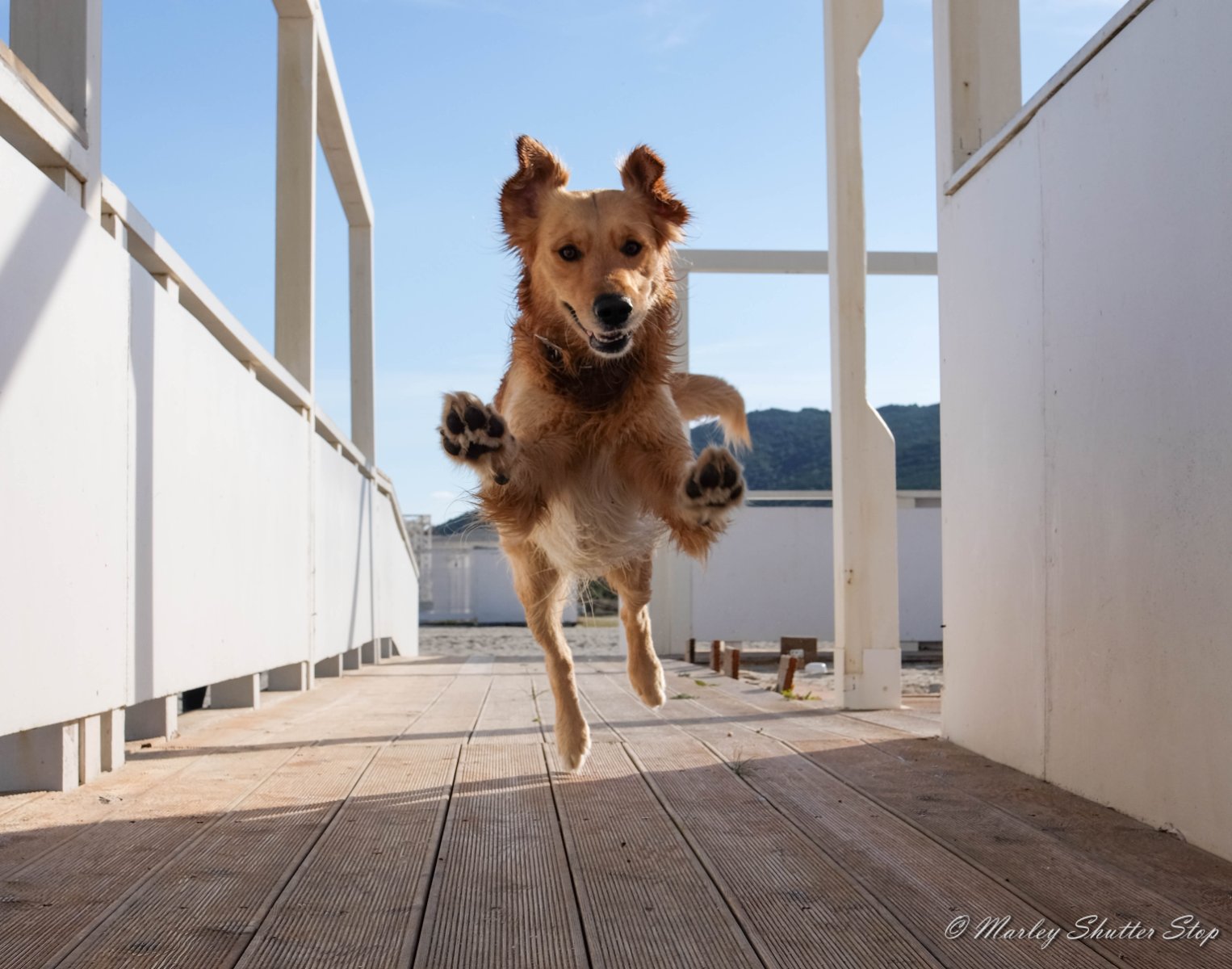 Solve Sheriff Roy Rogers jigsaw puzzle online with 48 pieces