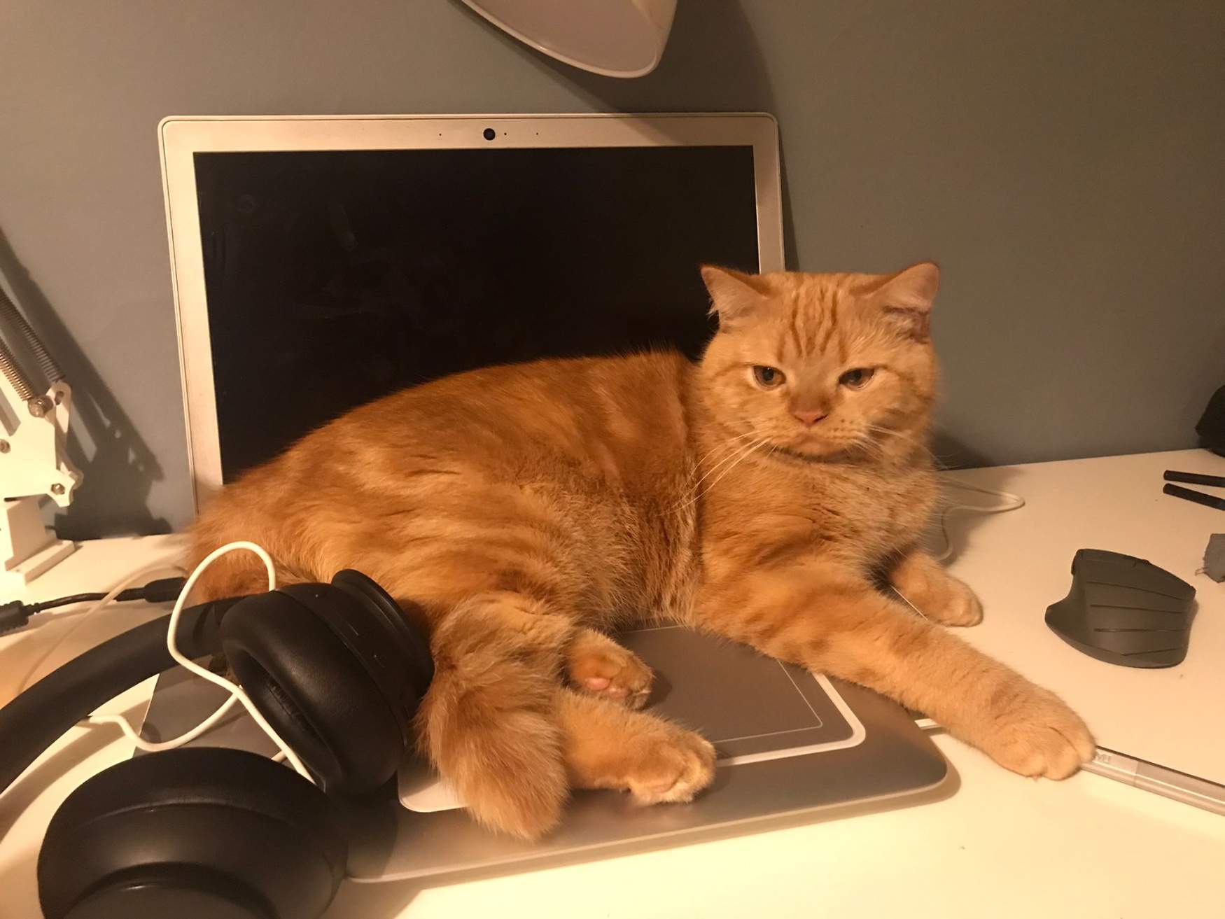 Solve Muffin is on the computer jigsaw puzzle online with 154 pieces