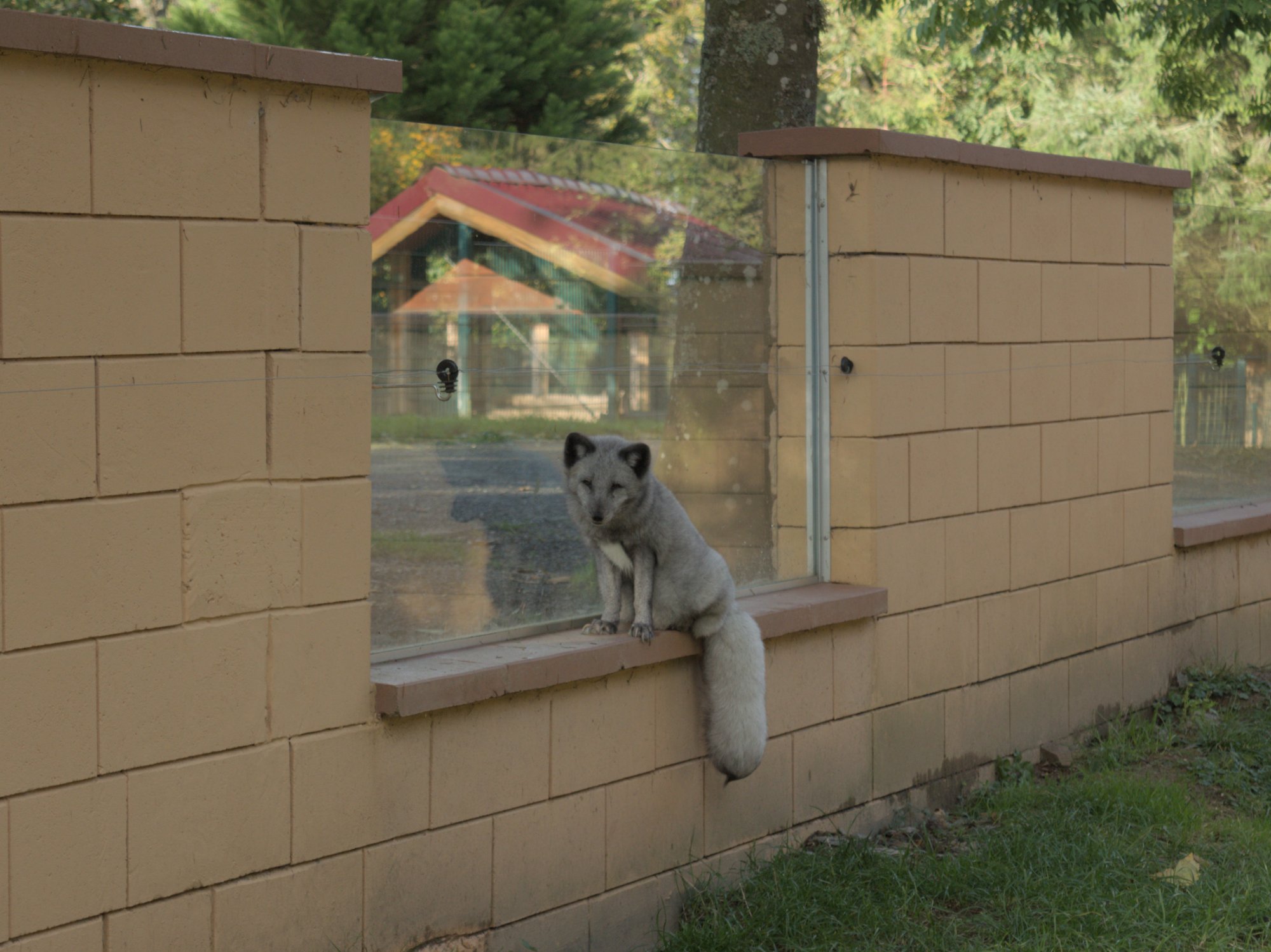 Solve Poolvosje jigsaw puzzle online with 252 pieces