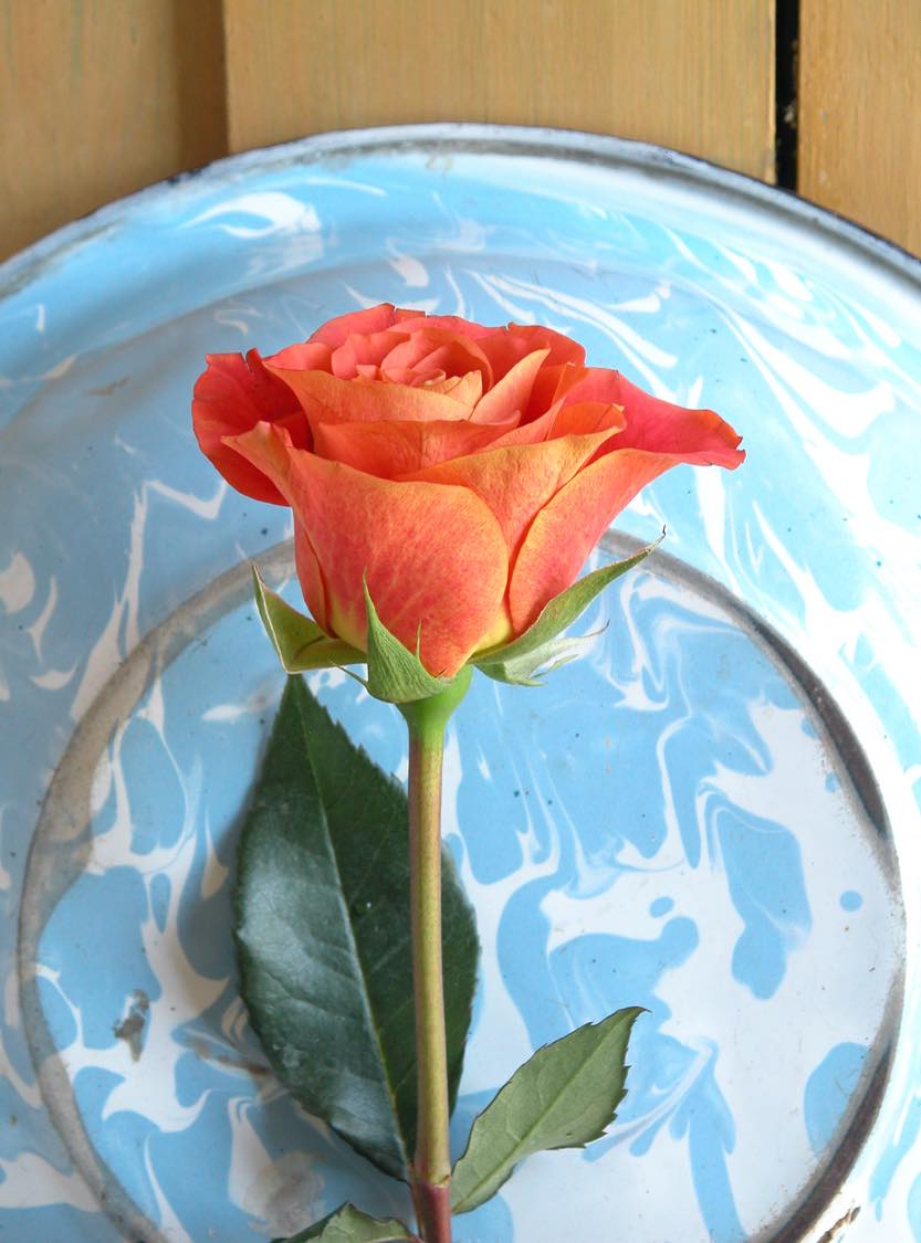 Solve A Rose jigsaw puzzle online with 63 pieces