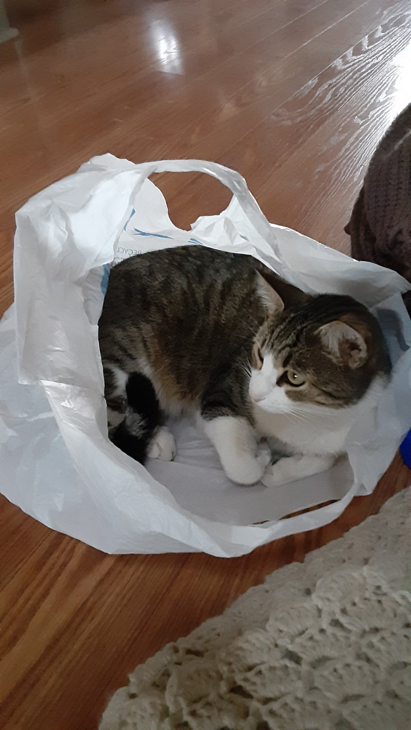 Solve Cat in the Bag jigsaw puzzle online with 153 pieces