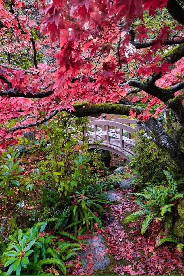 Solve Royal Roads University gardens jigsaw puzzle online with 126 pieces