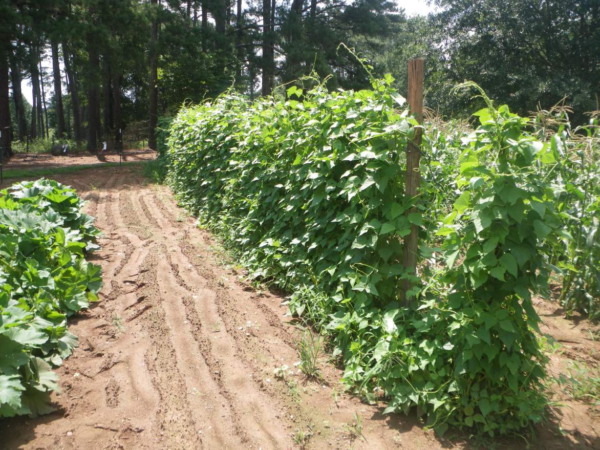 Solve Bean row (Remember these from an earlier puzzle?) jigsaw puzzle ...