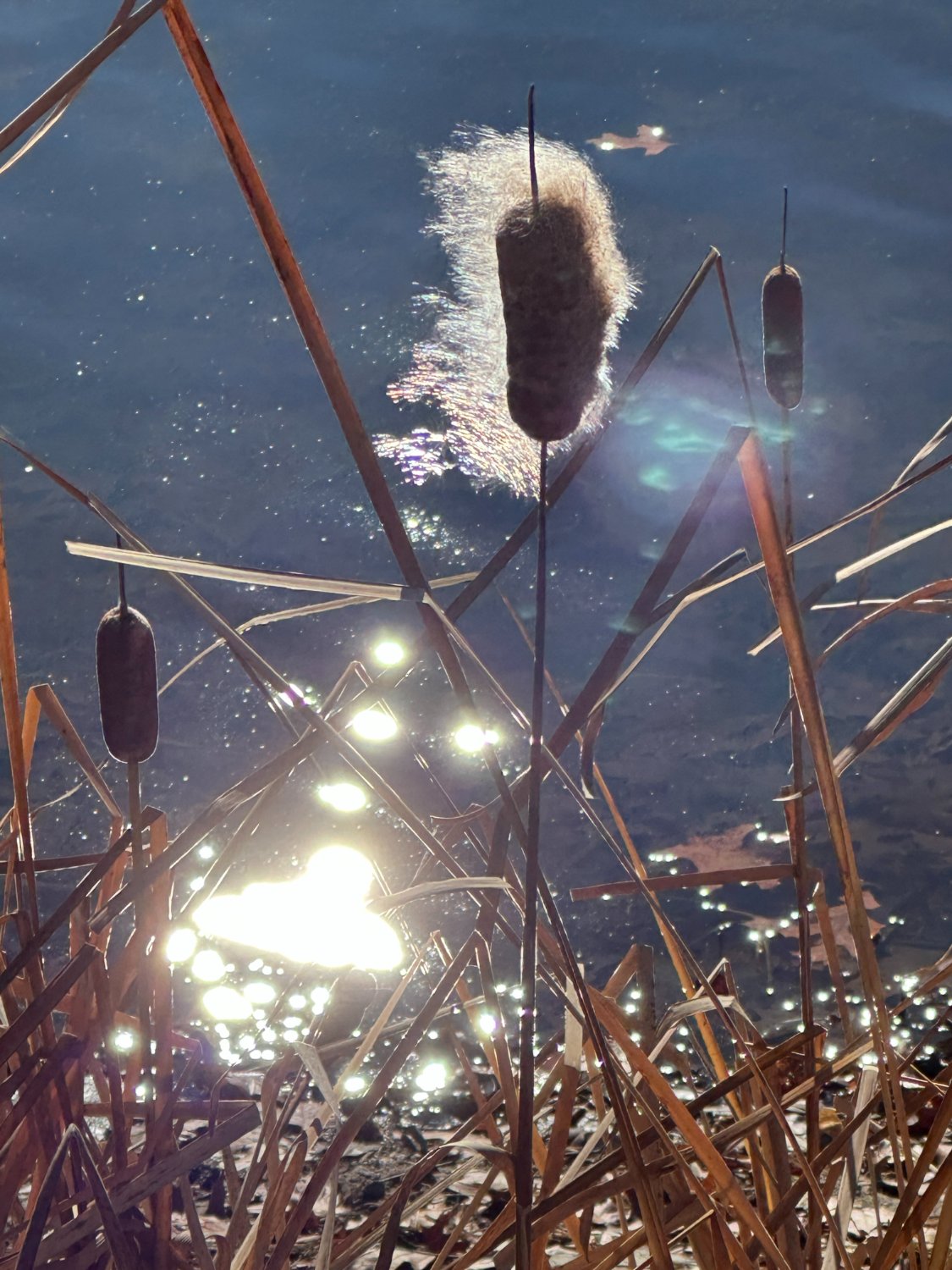 Solve Cattails in the sunshine jigsaw puzzle online with 63 pieces