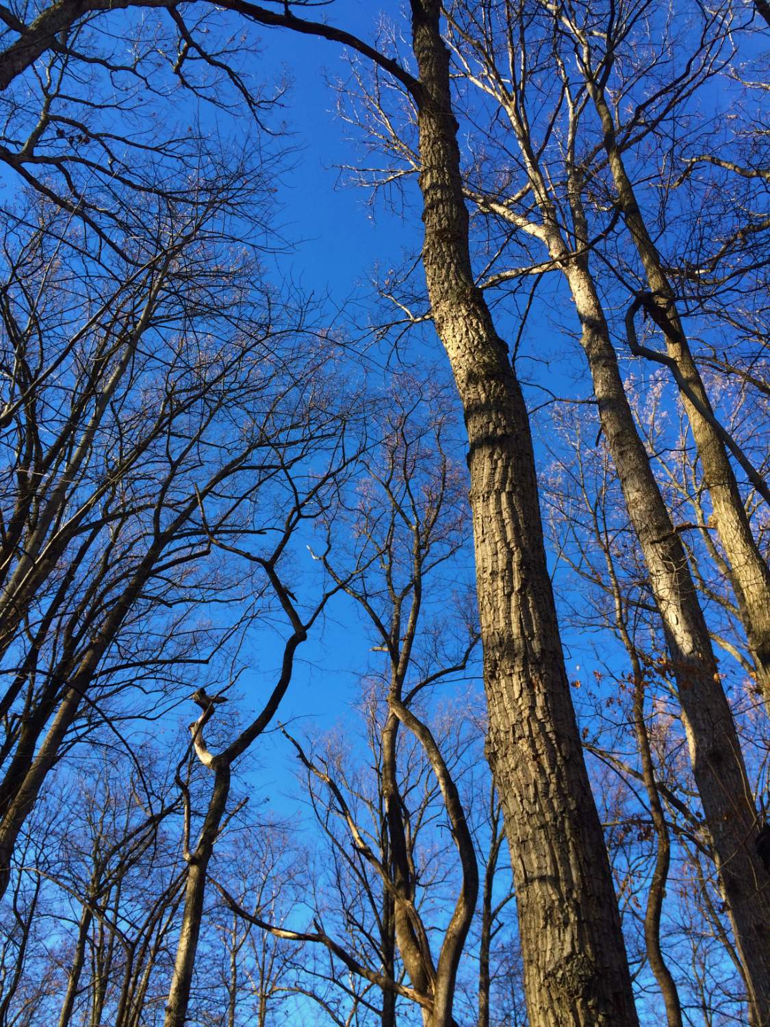 Solve blue sky, bare trees--medium jigsaw puzzle online with 165 pieces
