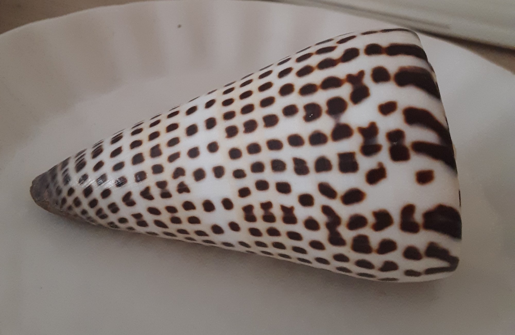 Solve The speckled shell. jigsaw puzzle online with 77 pieces