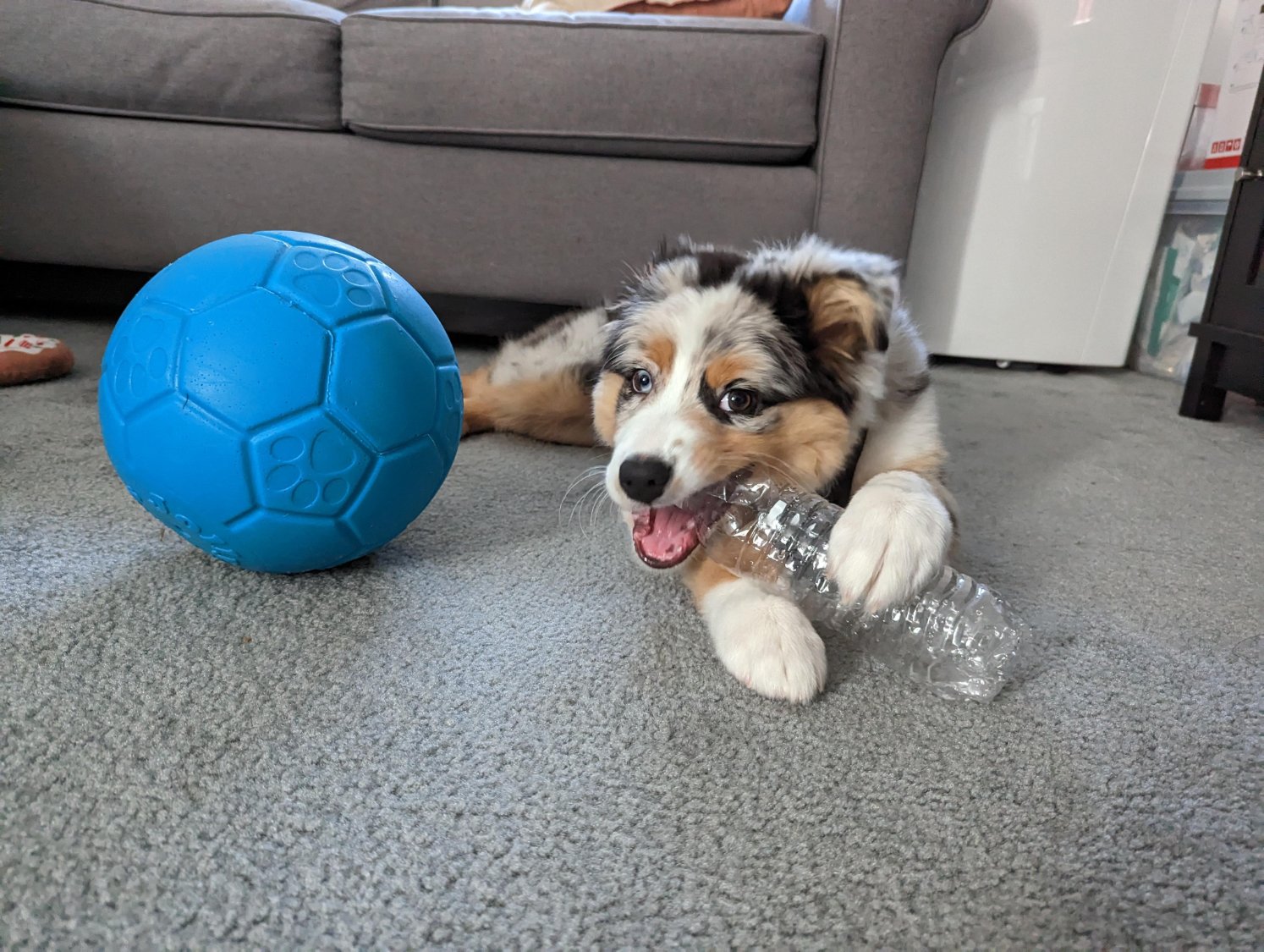 Solve $20 herding ball versus $1.50 water bottle. Guess which one she ...