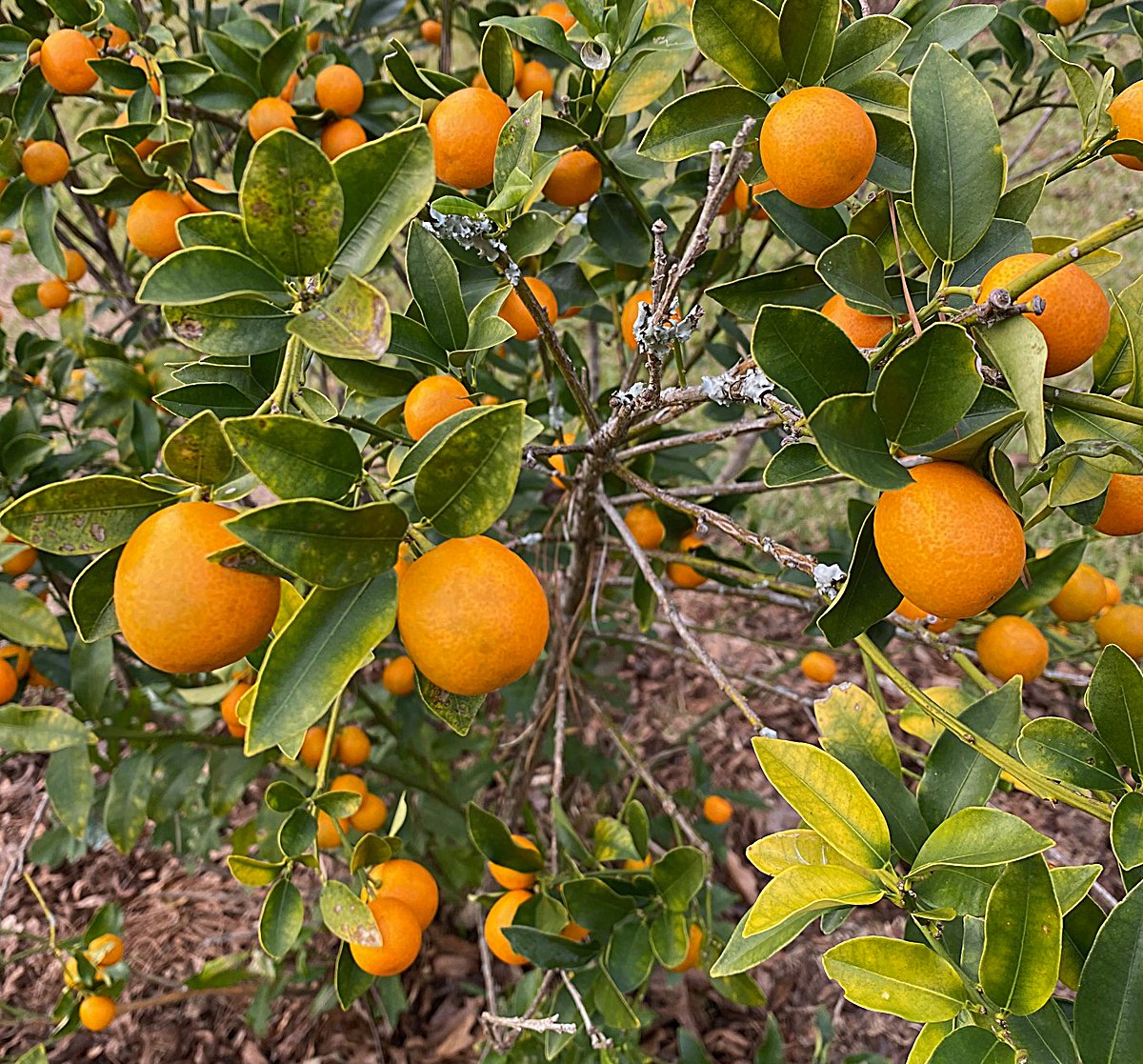 Solve In my fruit orchard today jigsaw puzzle online with 56 pieces