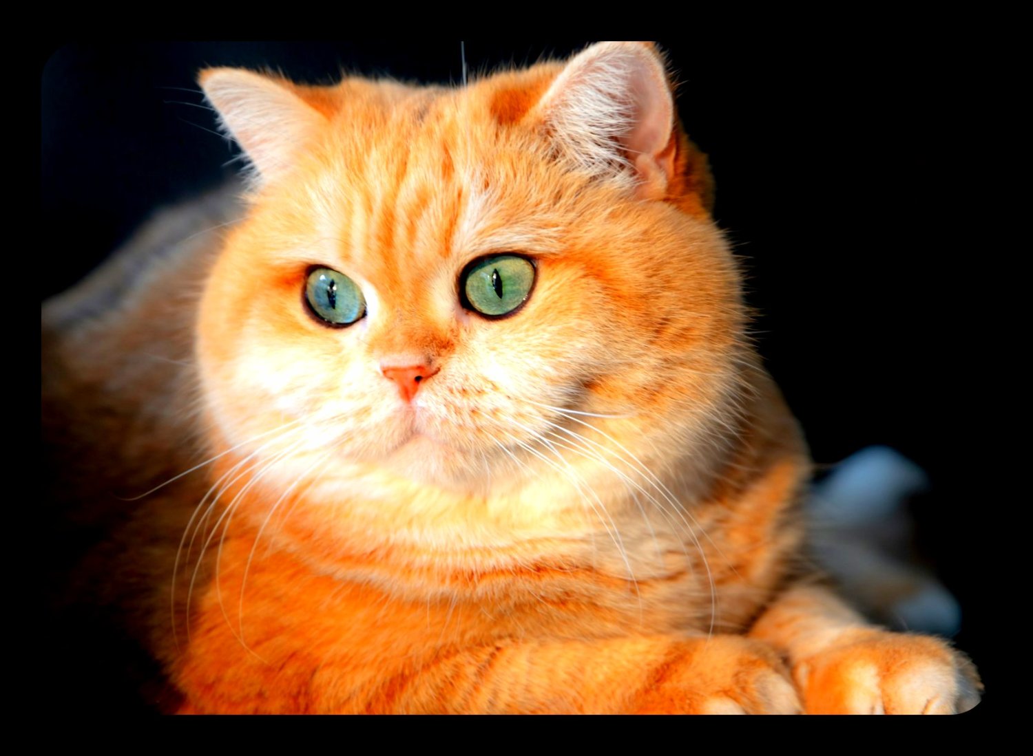 Solve Cat jigsaw puzzle online with 35 pieces