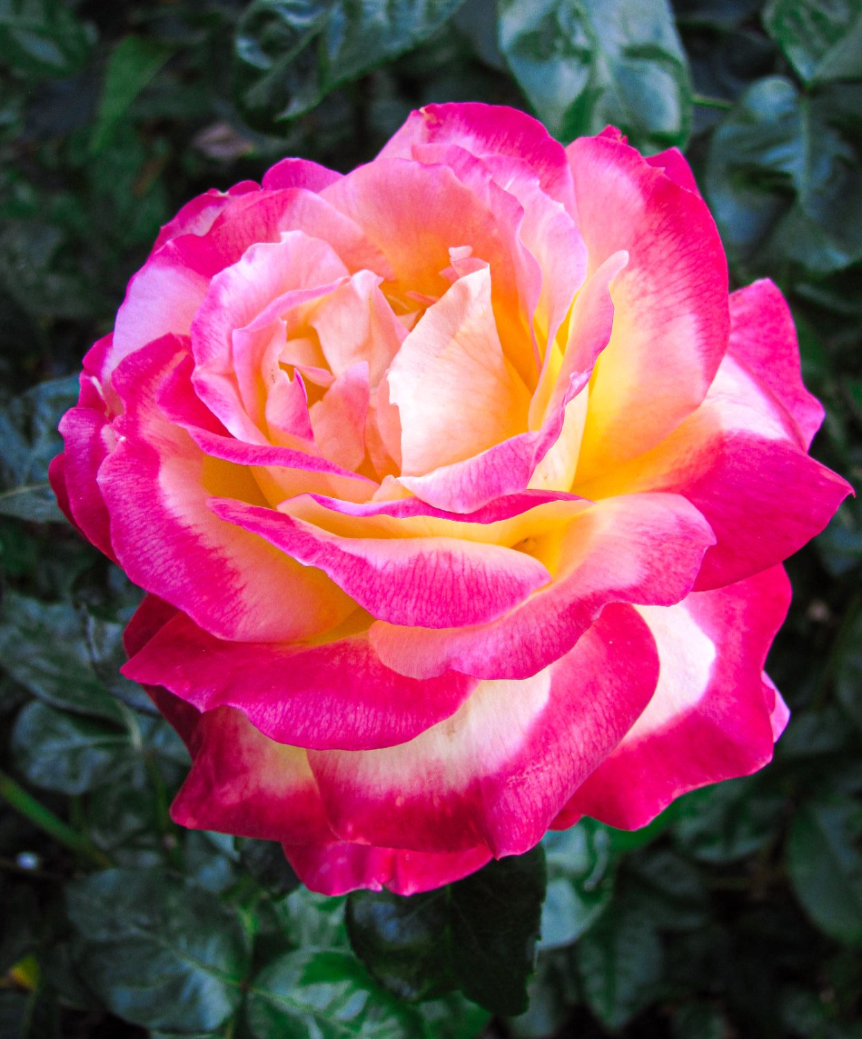 Solve MULTICOLORED ROSE jigsaw puzzle online with 80 pieces