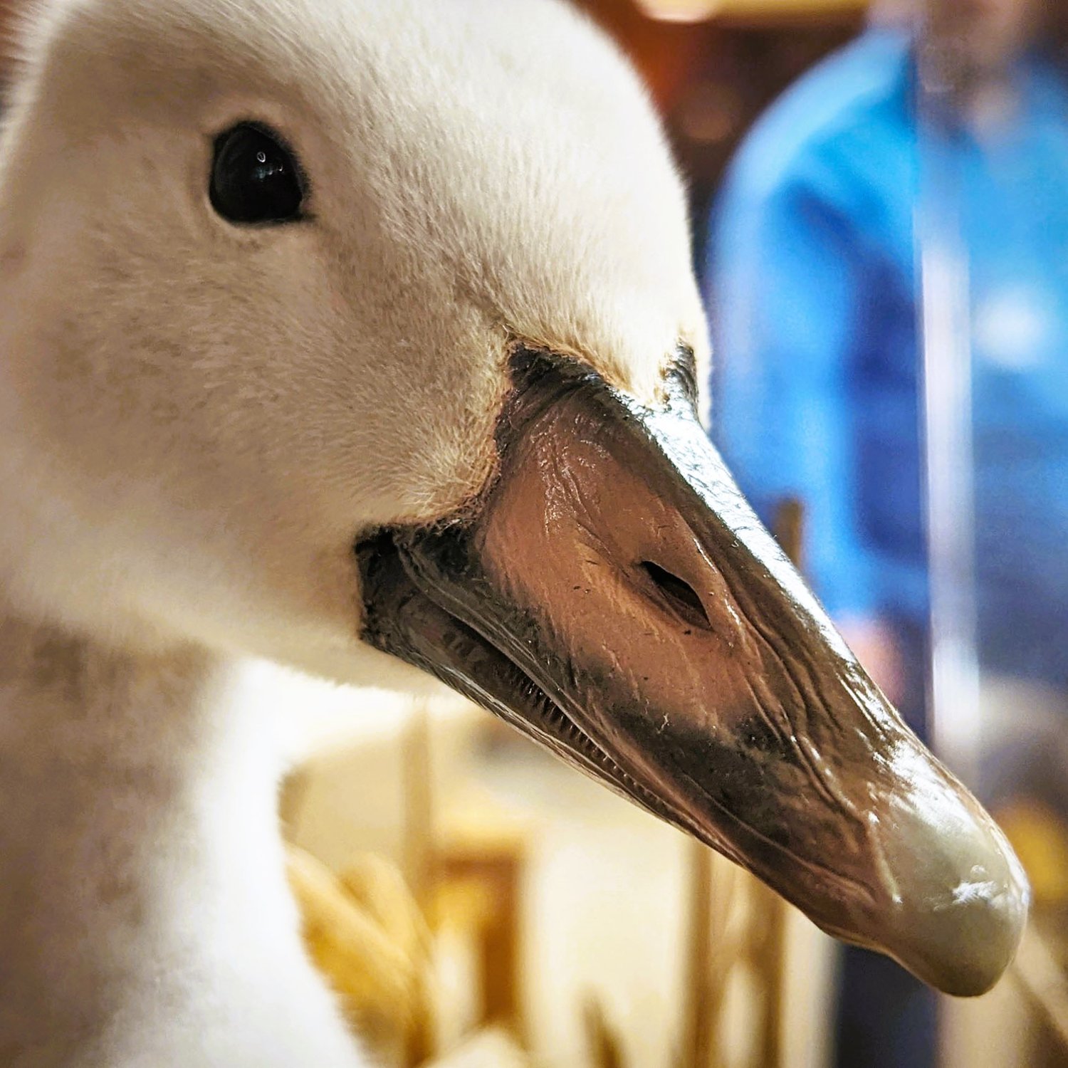 Solve Duck Duck Goose! jigsaw puzzle online with 100 pieces