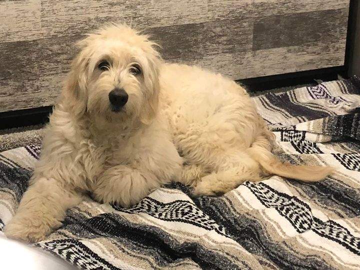 Solve A Very Spoiled Labradoodle. Golden Lab & Poodle mix. jigsaw ...