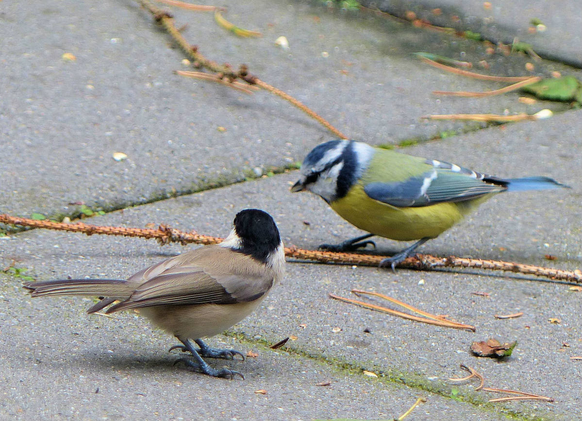 Solve willow tit and bluetit (matkopmees en pimpelmees) jigsaw puzzle ...