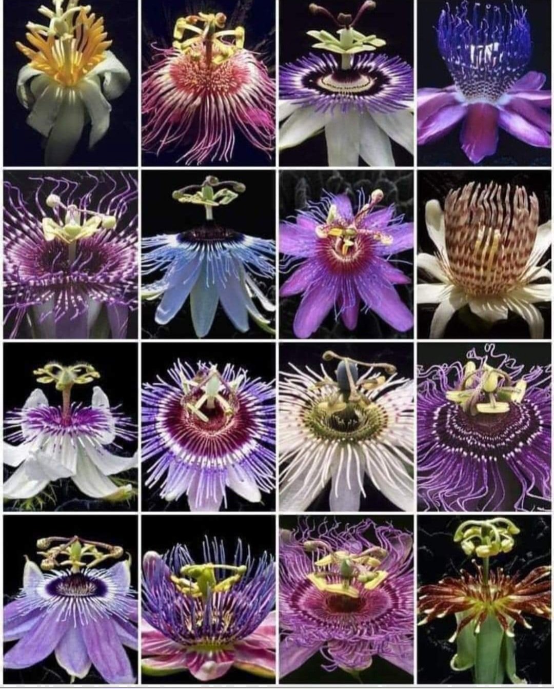 Solve Passion flower jigsaw puzzle online with 195 pieces