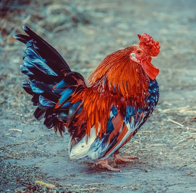 Solve "Mr. Scruffy" jigsaw puzzle online with 64 pieces