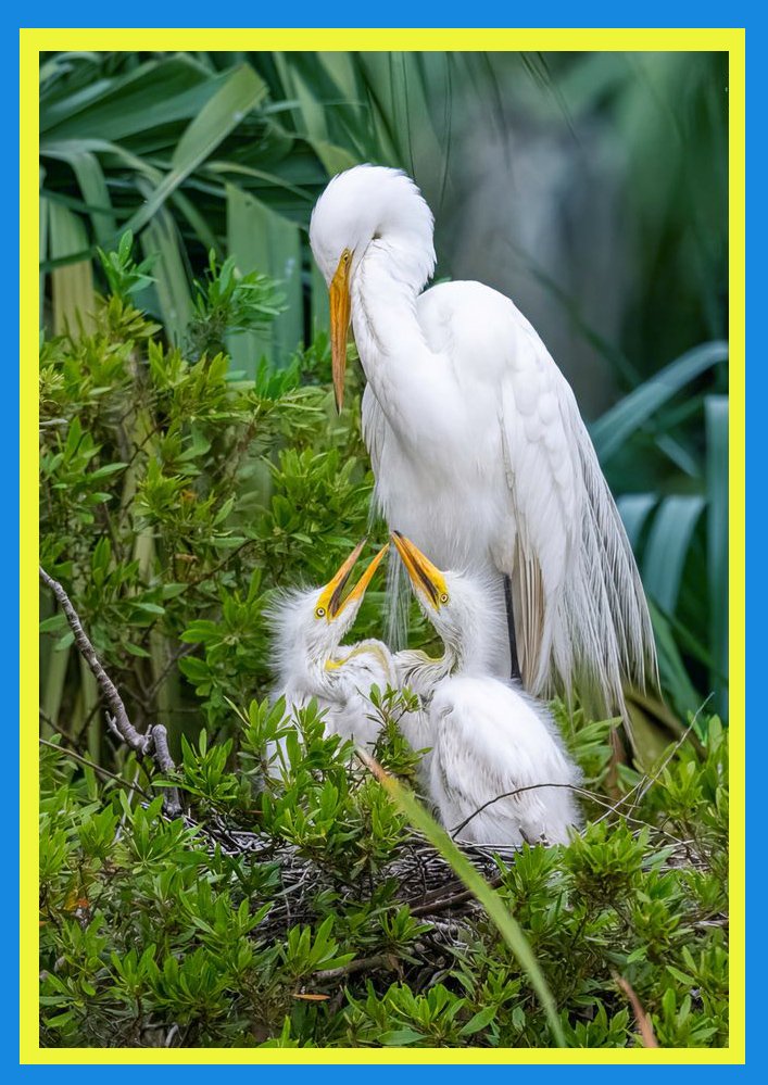 Solve Egret and her hatchlings jigsaw puzzle online with 88 pieces