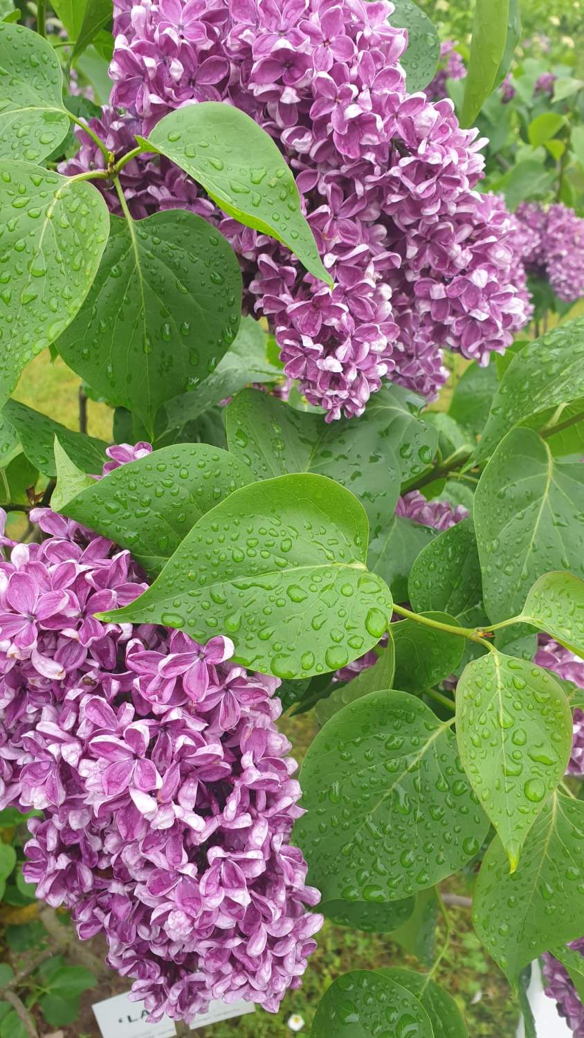 Solve Lilac. jigsaw puzzle online with 198 pieces