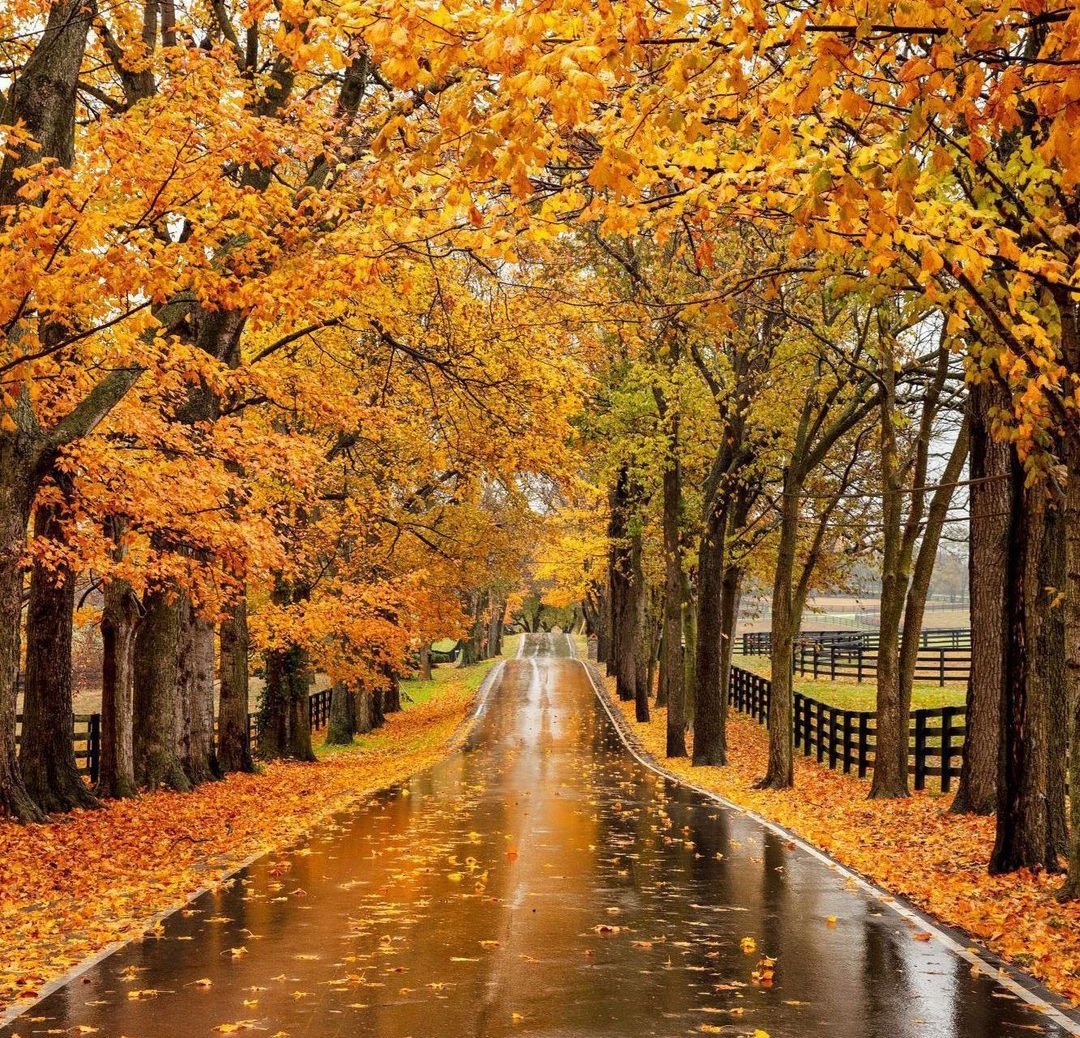 Solve Autumn 2 jigsaw puzzle online with 49 pieces